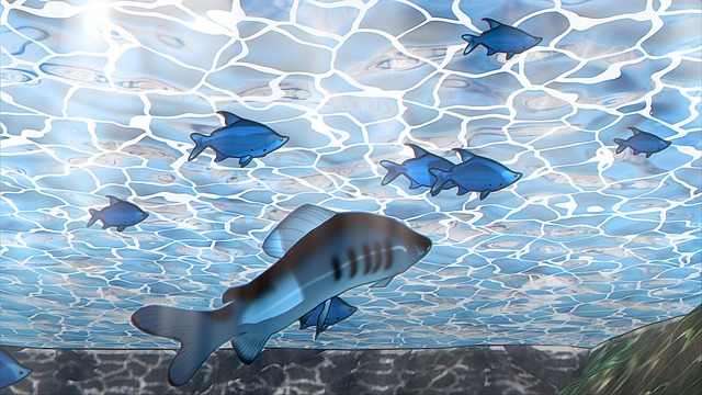 Poisson L'Eau Fleuve La Vallée Du - Image gratuite sur Pixabay - Pixabay