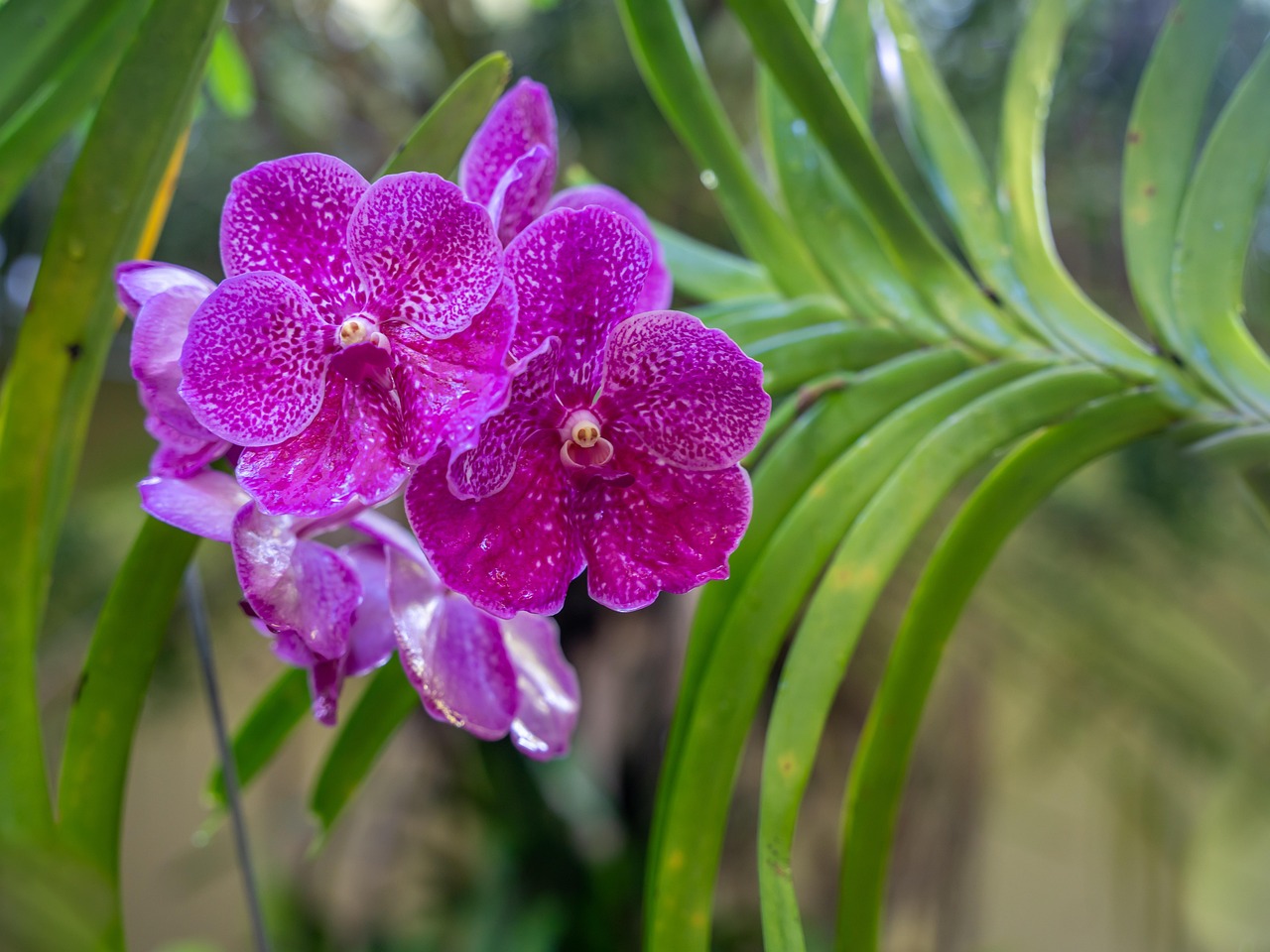 Orquídeas Flores Planta Cor - Foto gratuita no Pixabay - Pixabay