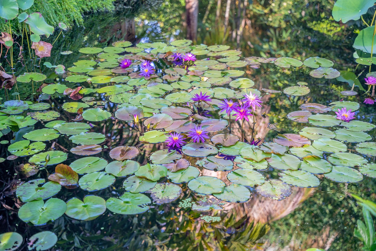 Water Lily Pads Flower - Free photo on Pixabay