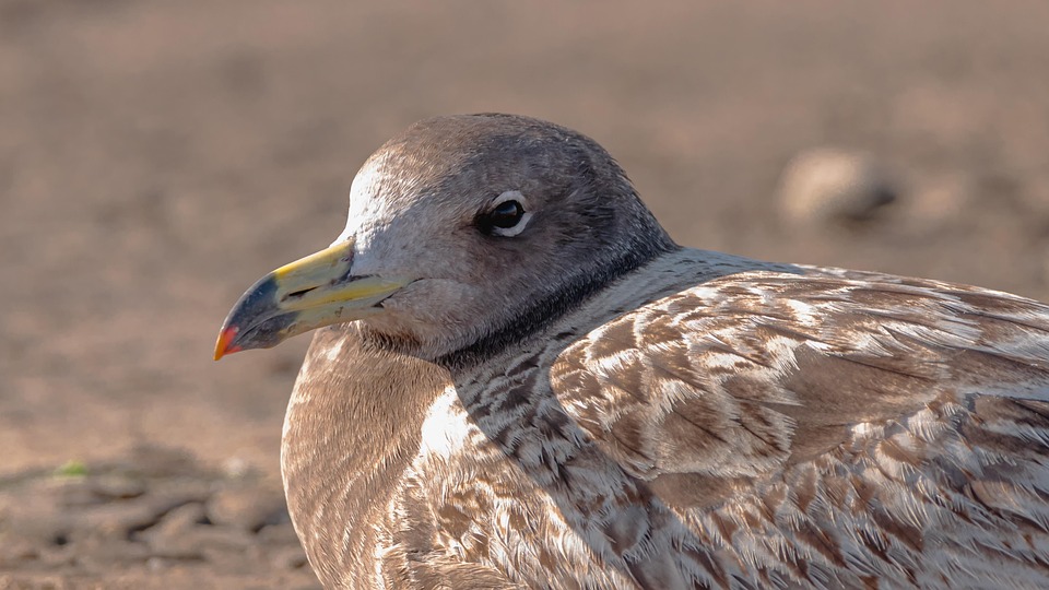 Seagull Bird Ornithology Wild - Free photo on Pixabay