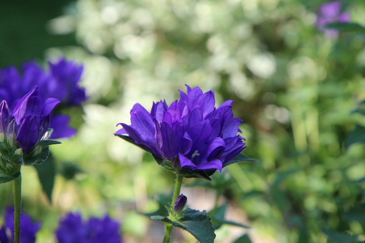 Flowers Violet Purple - Free photo on Pixabay - Pixabay