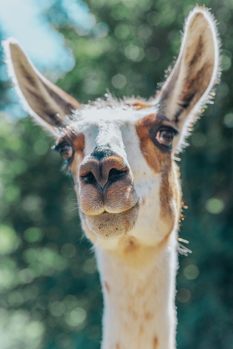 Lama Kepala Hidung - Foto gratis di Pixabay - Pixabay