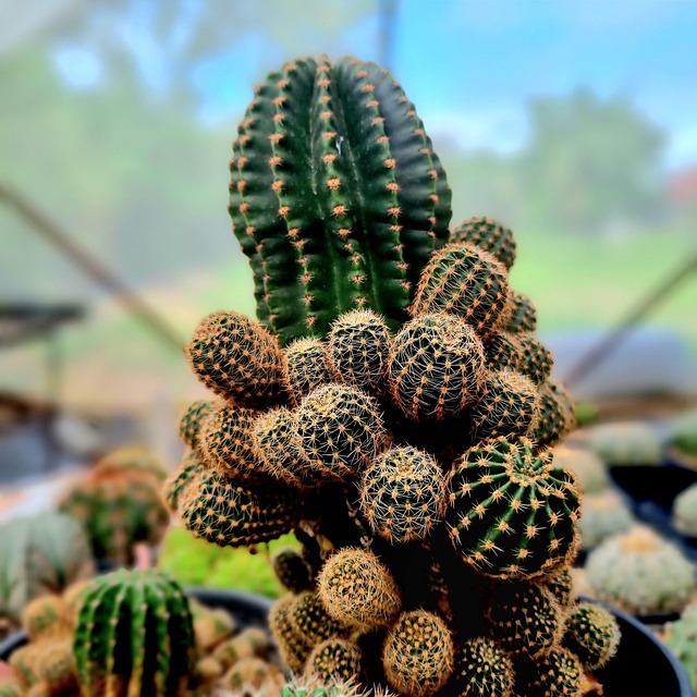 Cactus Nature Garden - Free photo on Pixabay - Pixabay