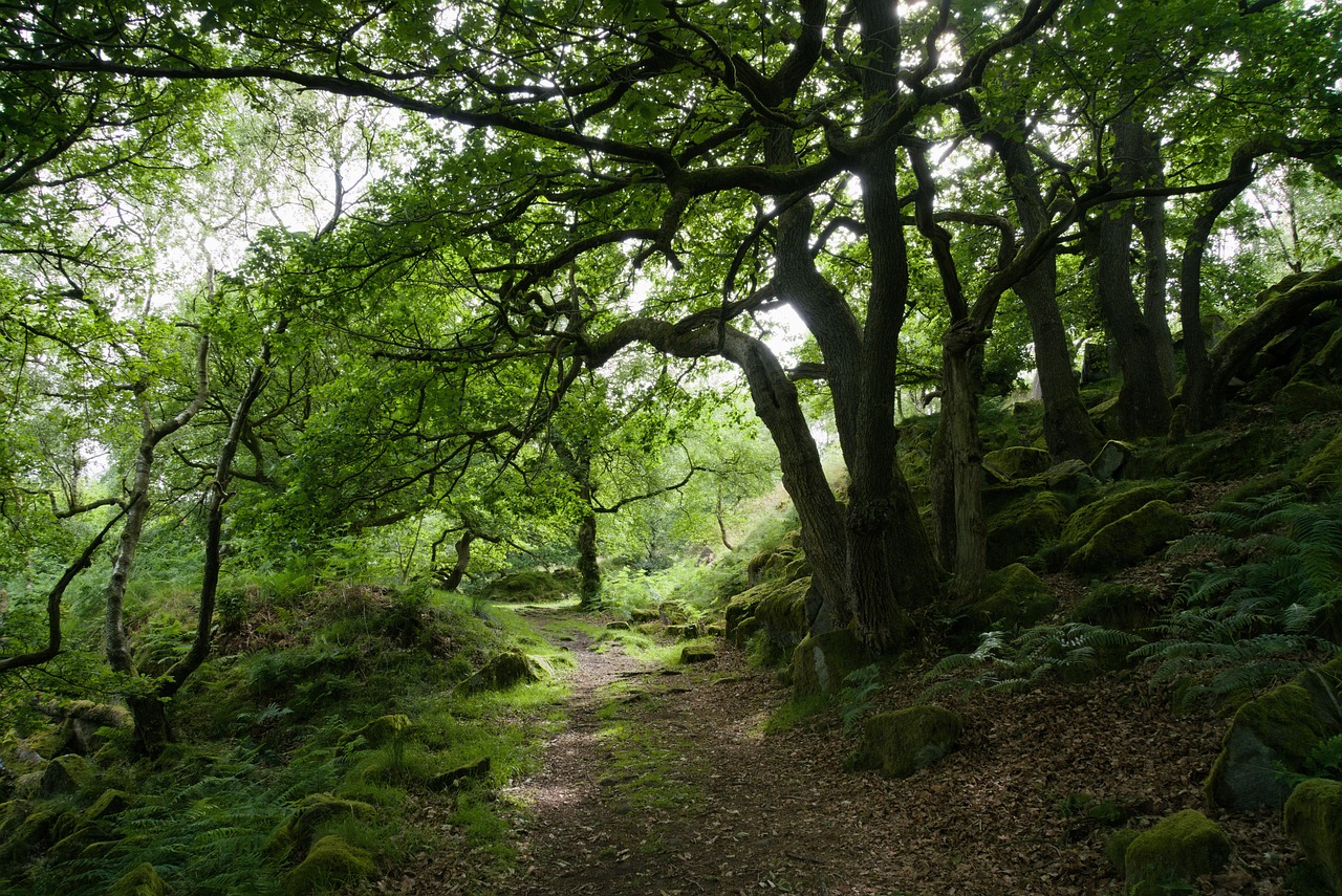 Wood Path Trees Padley - Free photo on Pixabay - Pixabay