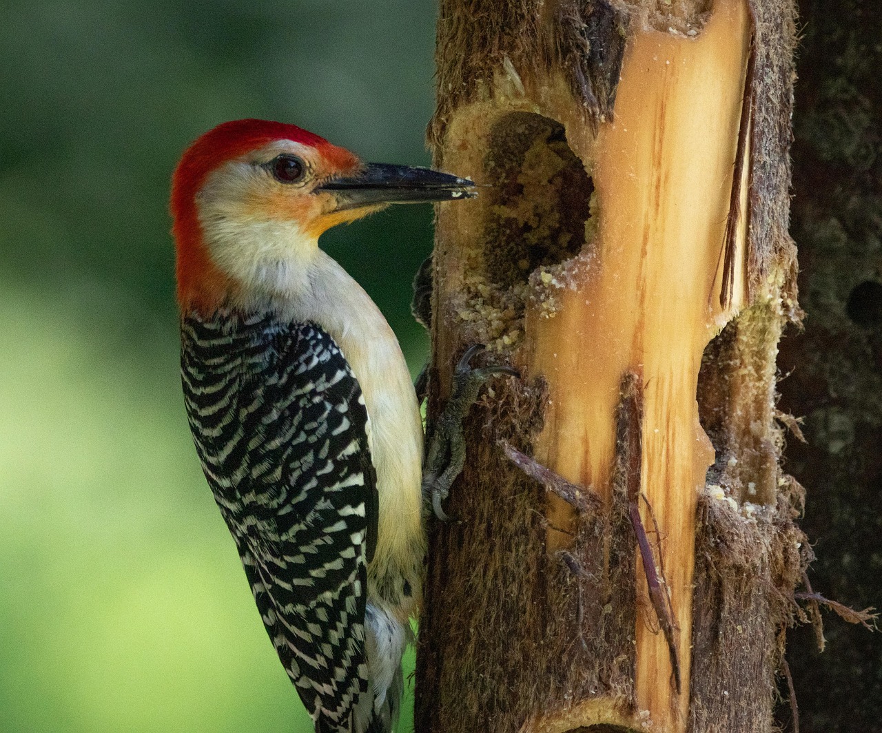 Pájaro Carpintero De Vientre Rojo - Foto gratis en Pixabay - Pixabay