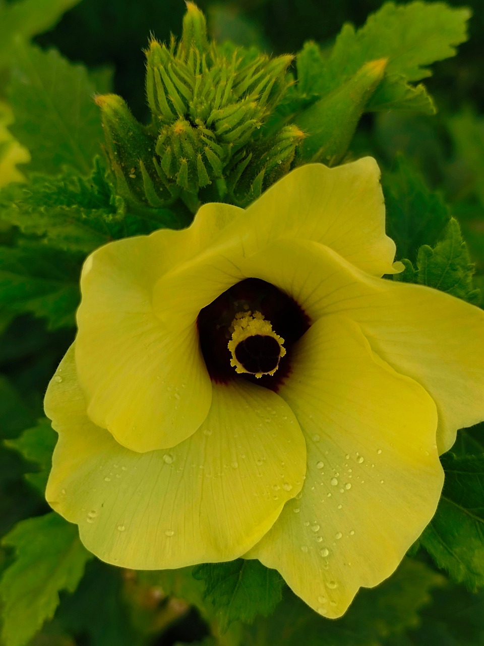 Okra Vegetable Flower - Free photo on Pixabay - Pixabay