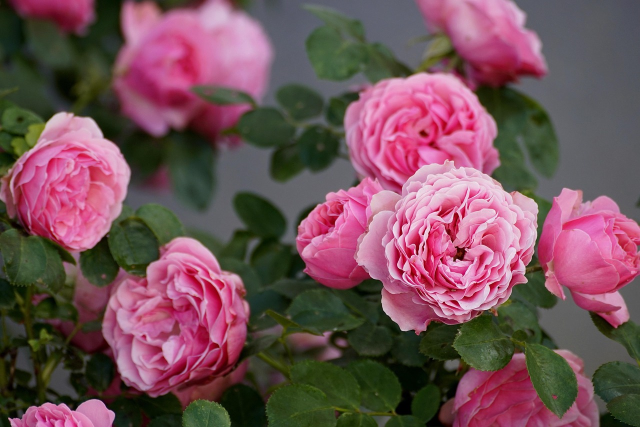 Rosas Rosadas Flores - Foto gratis en Pixabay - Pixabay