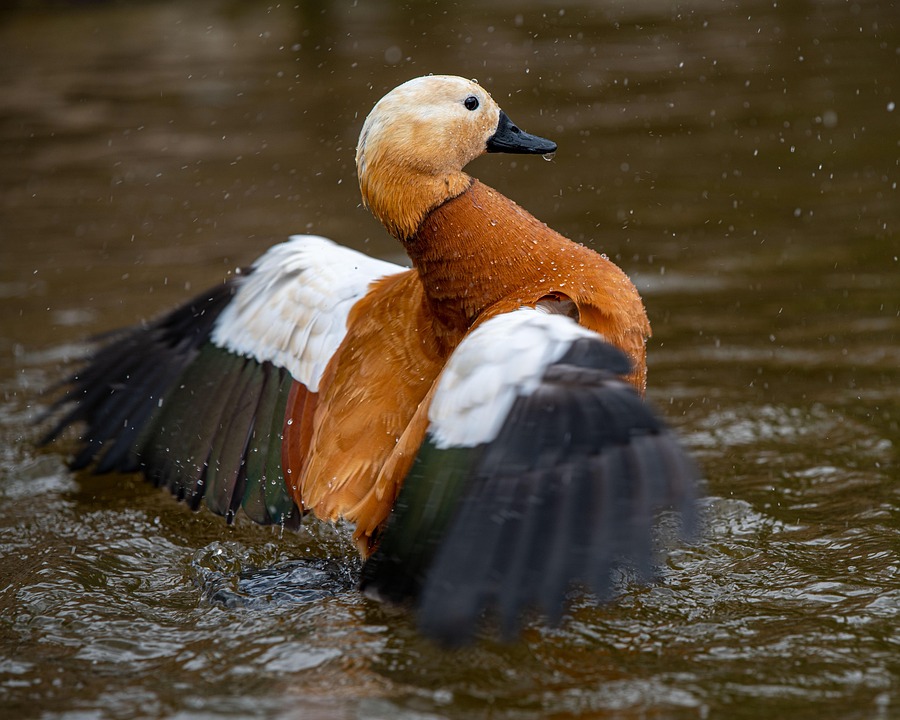 Ruddy Shelduck Brahminy Duck River - Free photo on Pixabay - Pixabay