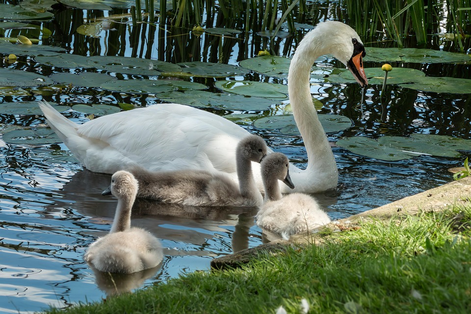 Angsa Cygnets Danau Burung - Foto gratis di Pixabay