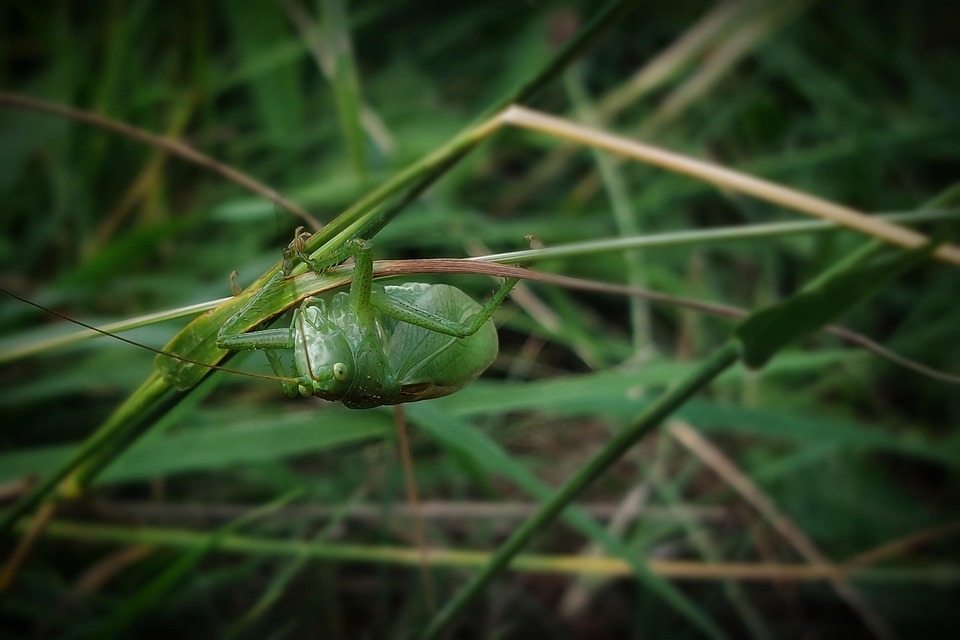 Nature Prairie Insecte - Photo gratuite sur Pixabay - Pixabay