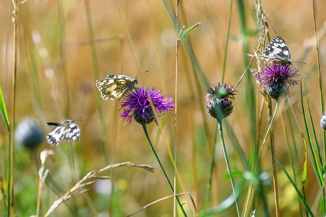 Butterfly Pollination Biotope - Free photo on Pixabay