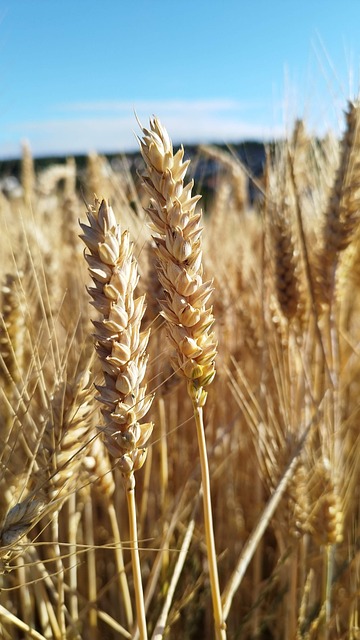 Wheat Ears Field Barley - Free photo on Pixabay - Pixabay