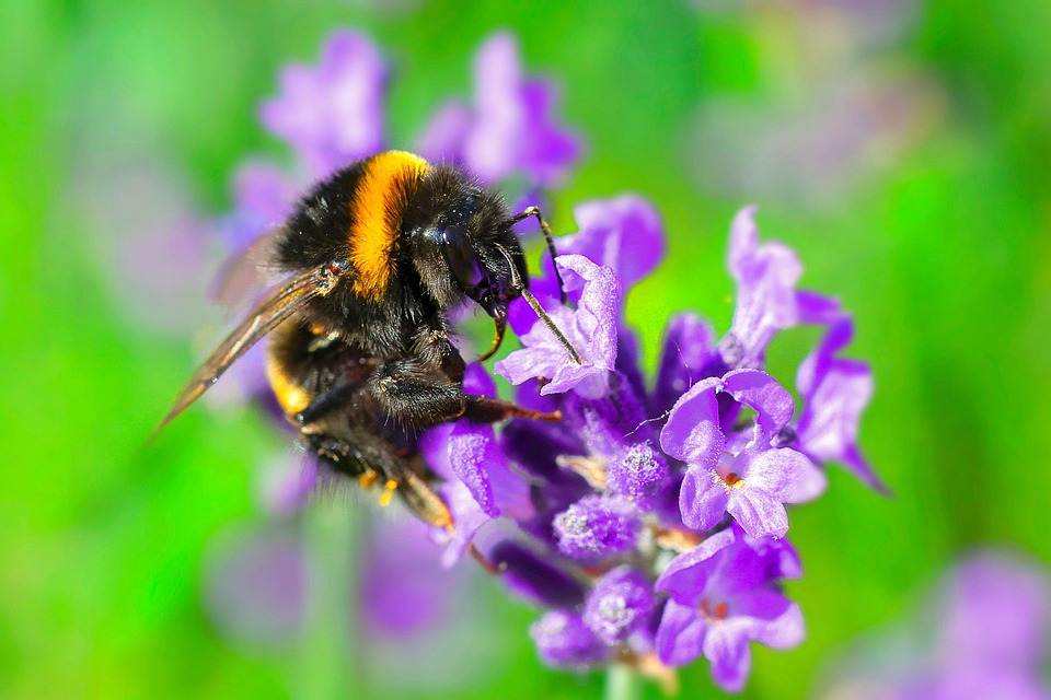 Bumblebee Pollination Lavender Free Photo On Pixabay Bumblebee Pollination Lavender Free Photo On Pixabay