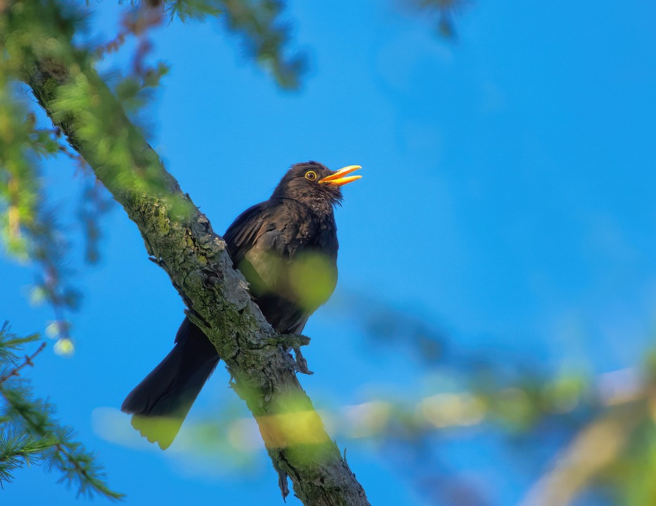 Blackbird Bird Songbird - Free photo on Pixabay