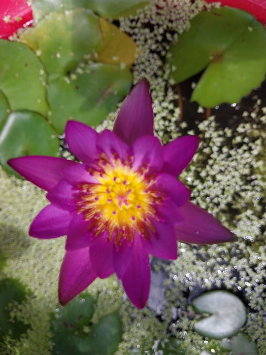 Flower Pink Color - Free photo on Pixabay - Pixabay