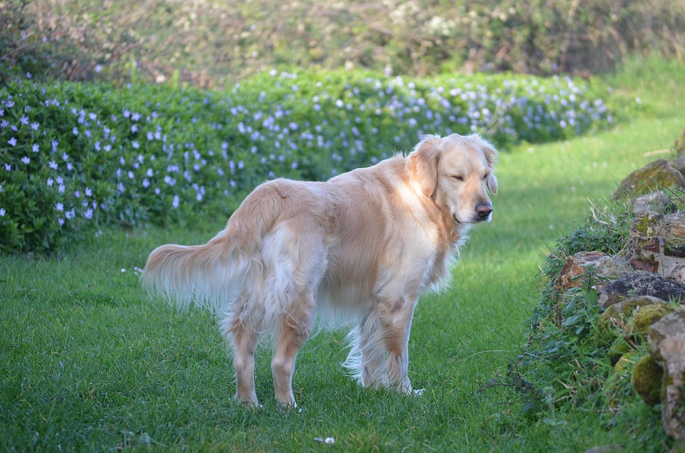 Dog Golden Retriever Garden - Free photo on Pixabay - Pixabay