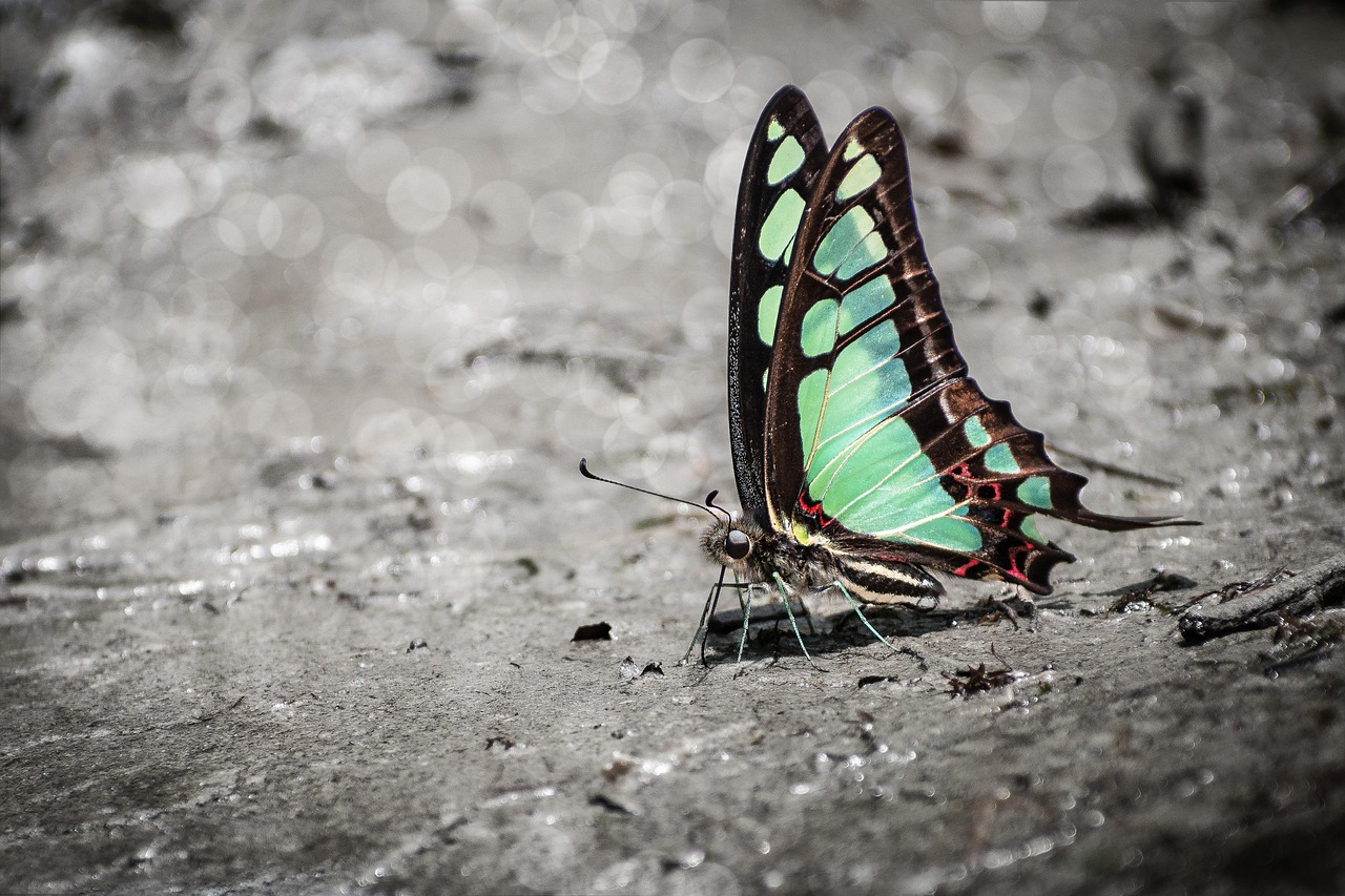 Butterfly Insect Nature Common - Free photo on Pixabay - Pixabay