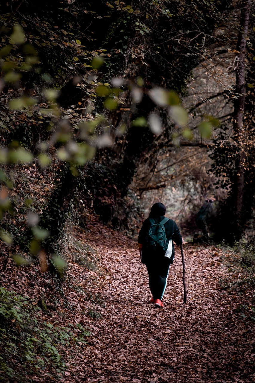 Lintas Alam Hutan Petualangan - Foto gratis di Pixabay - Pixabay
