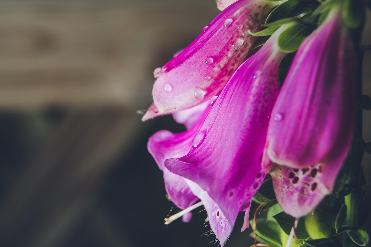 100+ Free Pink Lady Flowers & Lady Images - Pixabay