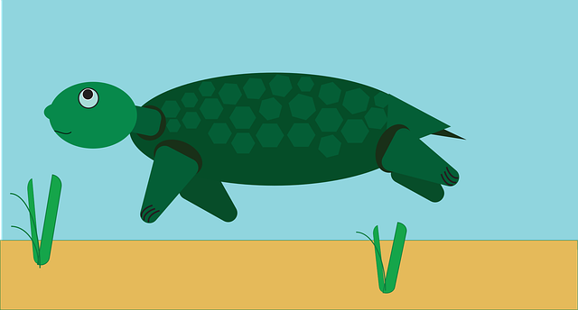 Penyu Reptil Kartun - Gambar vektor gratis di Pixabay - Pixabay