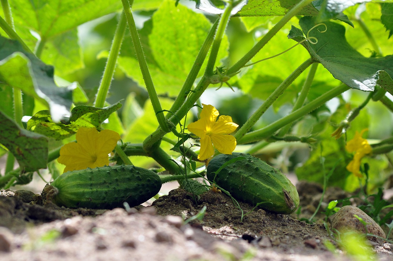 40 000 Free Cucumber Plants Cucumber Images Pixabay 40 000 Free Cucumber Plants Cucumber Images Pixabay