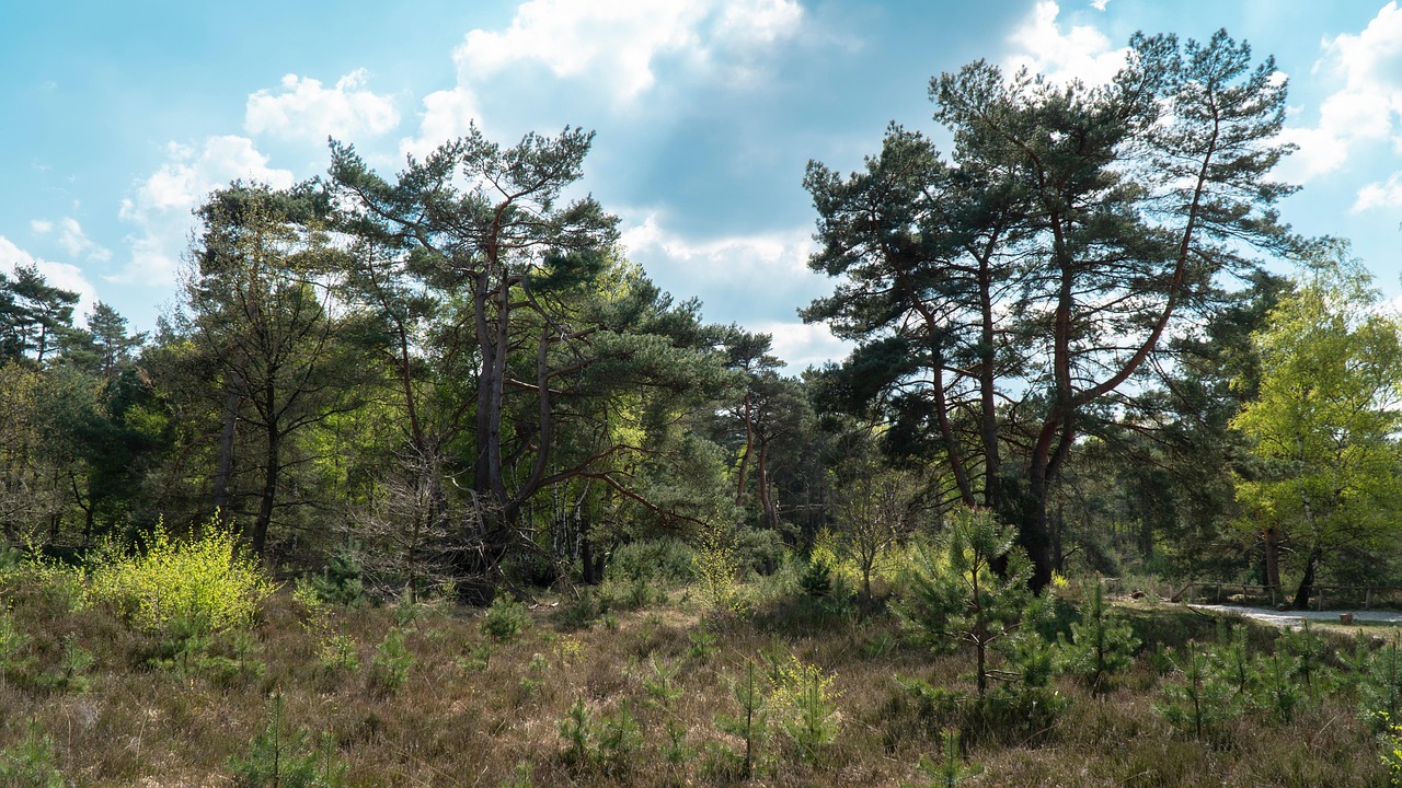 Brezo Naturaleza Paisaje - Foto gratis en Pixabay - Pixabay