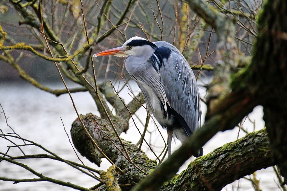 Grey Heron Tree Lake - Free photo on Pixabay - Pixabay