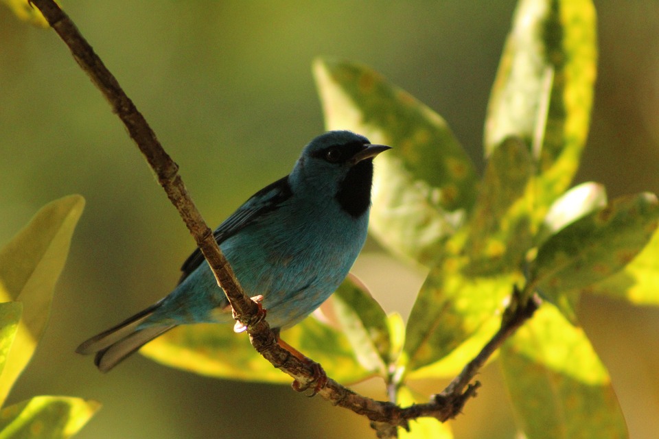 Bird Ornithology Species - Free photo on Pixabay