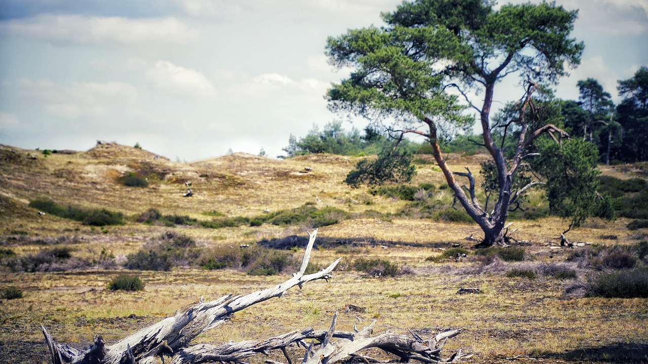 Veluwe Nature Paysage - Photo gratuite sur Pixabay - Pixabay