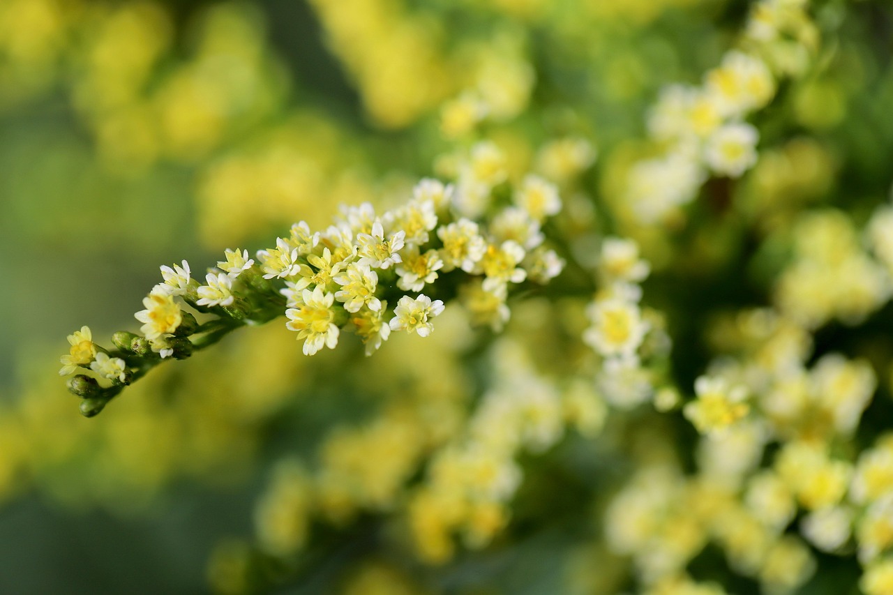 300+ Free Goldenrod & Nature Images - Pixabay