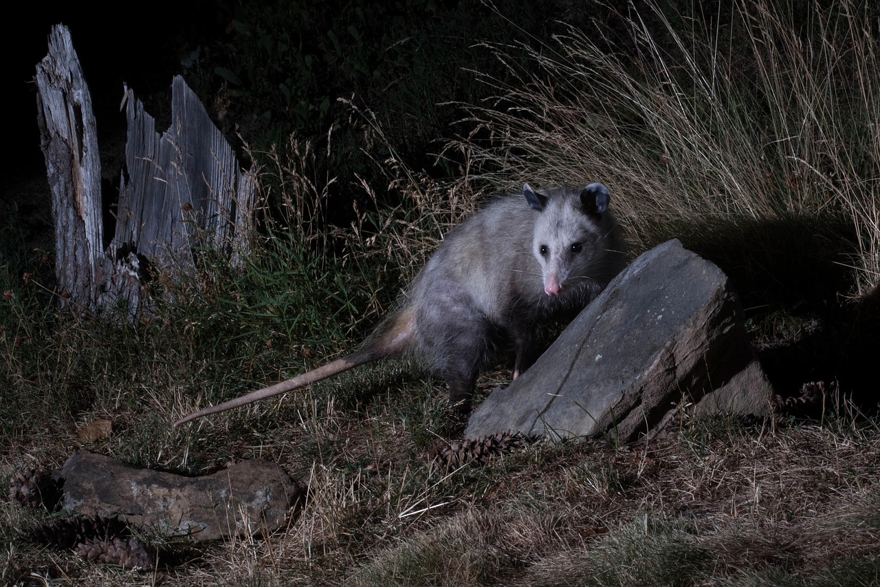 40 ++ Possum Pictures & Images [HD] - Pixabay