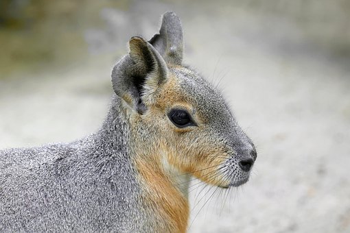 10+ Free Patagonian Mara & Rodent Images - Pixabay