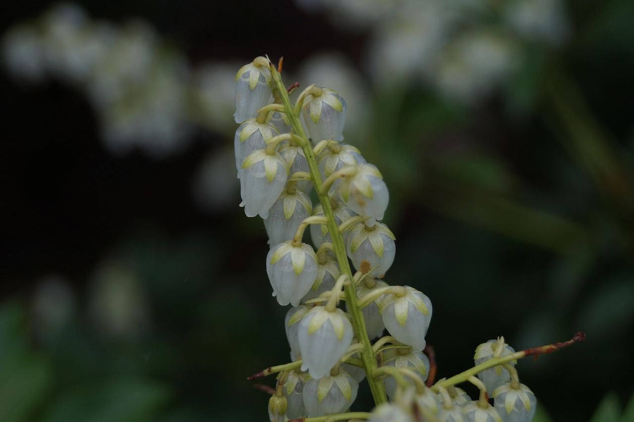 Laurel Arbusto Frondoso - Foto gratis en Pixabay - Pixabay