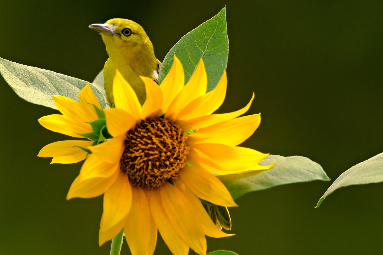 Bird Sunflower Flora - Free photo on Pixabay
