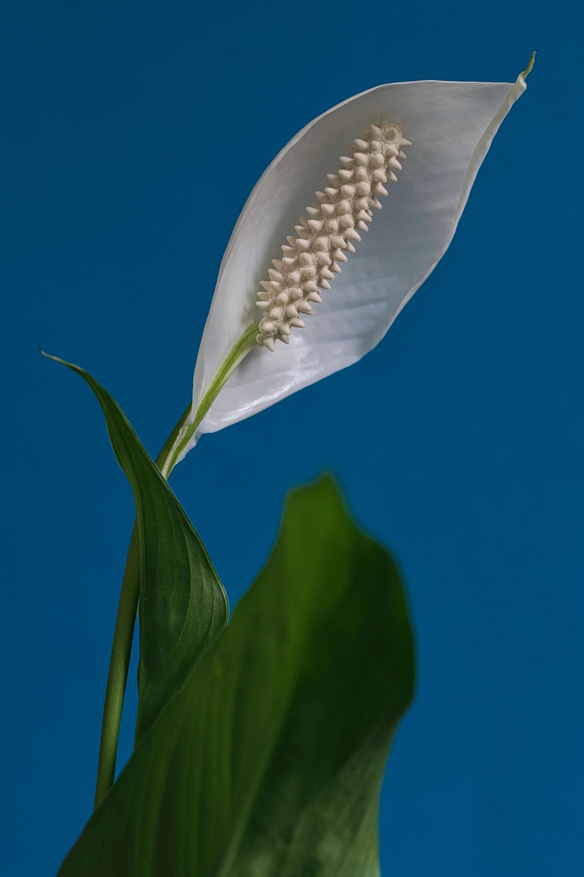 Fleur Blanche Nature - Photo gratuite sur Pixabay - Pixabay