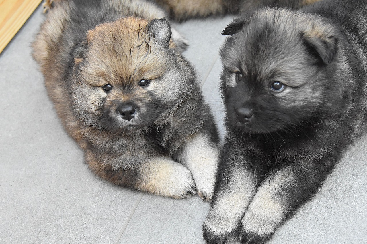 Eurasier Puppies Dog Young Dogs - Free photo on Pixabay - Pixabay