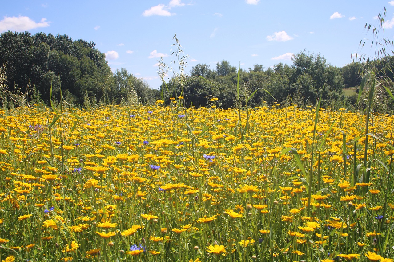 Flores Paisaje Flora - Foto gratis en Pixabay - Pixabay