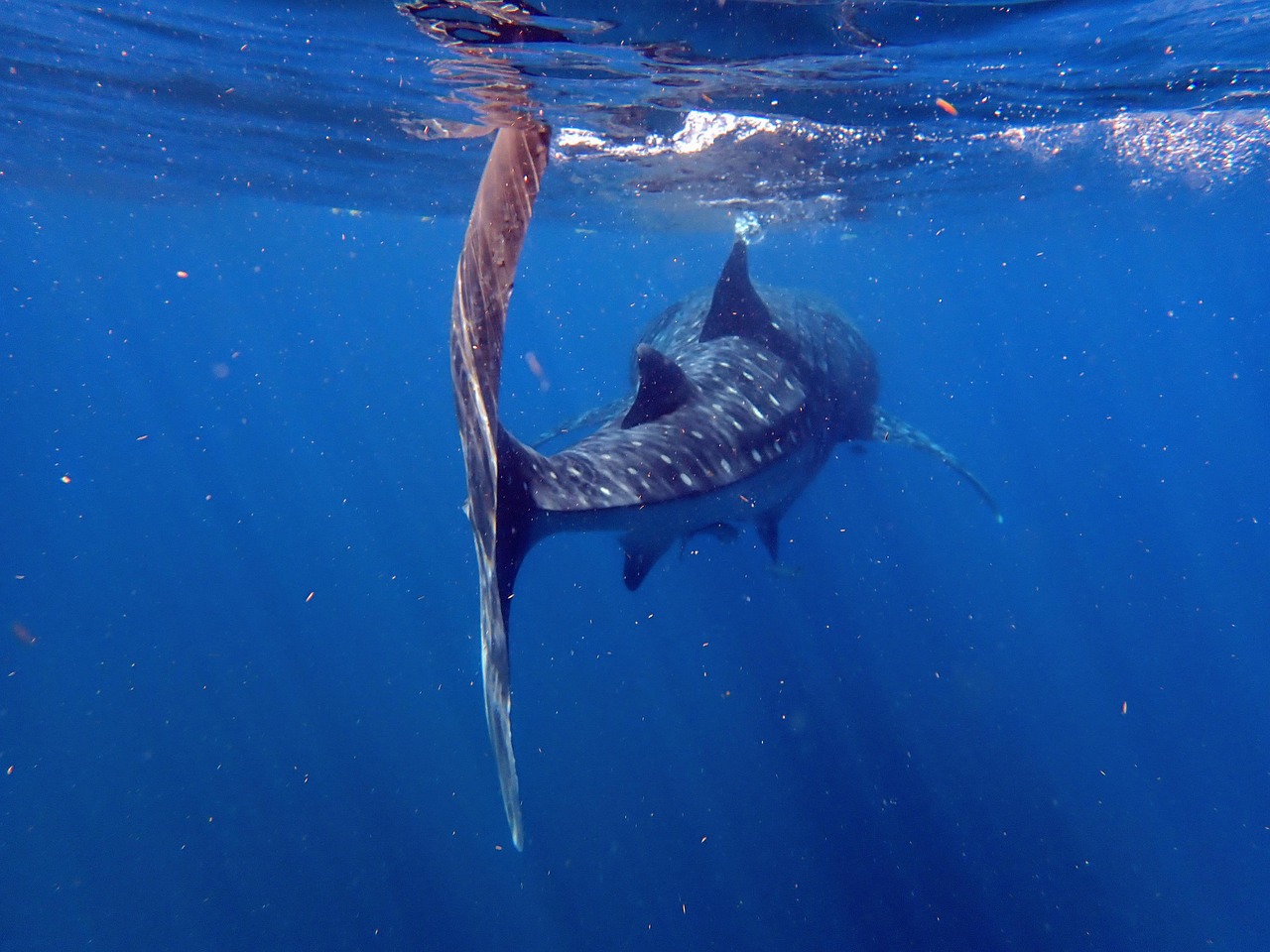 Requin Baleine Poisson - Photo gratuite sur Pixabay