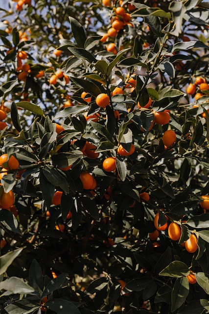 Natureza Fruta Laranja Amantes De - Foto gratuita no Pixabay - Pixabay