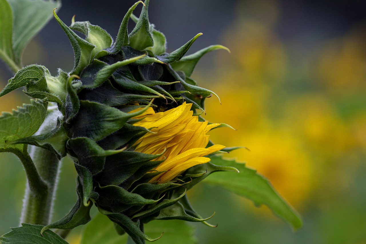 Sunflower Blooming Flower - Free photo on Pixabay - Pixabay