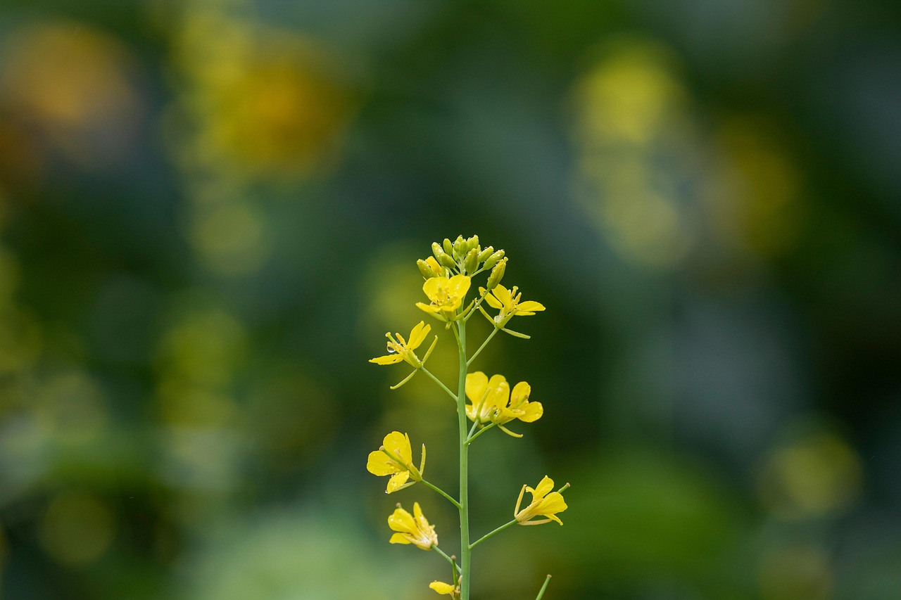 Keltaiset Kukat Luonnonkukat - Ilmainen valokuva Pixabayssa - Pixabay
