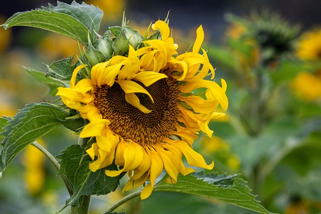 Girasol Flor Que Se Abre - Foto gratis en Pixabay