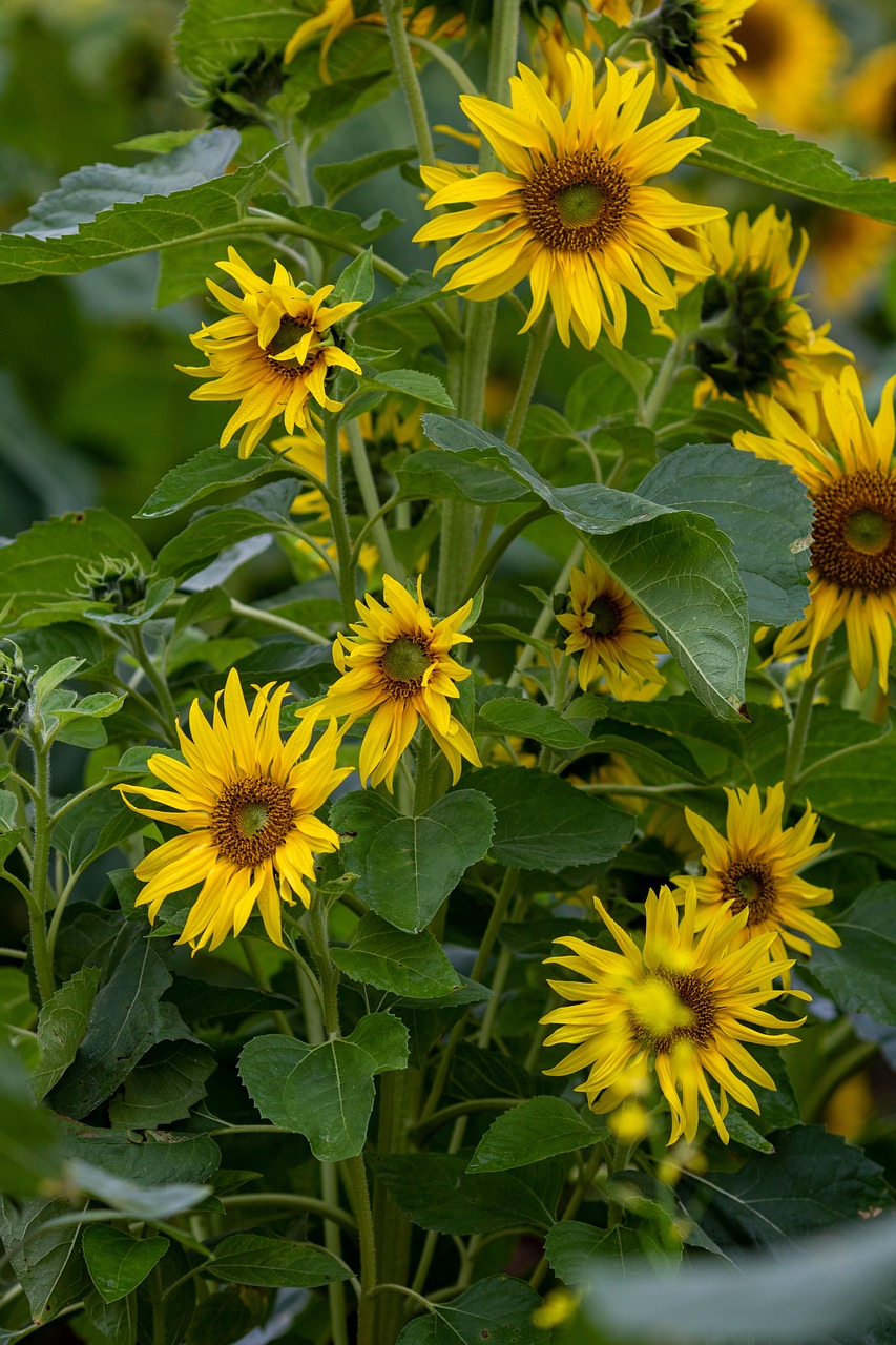 Sunflowers Yellow Flowers - Free photo on Pixabay