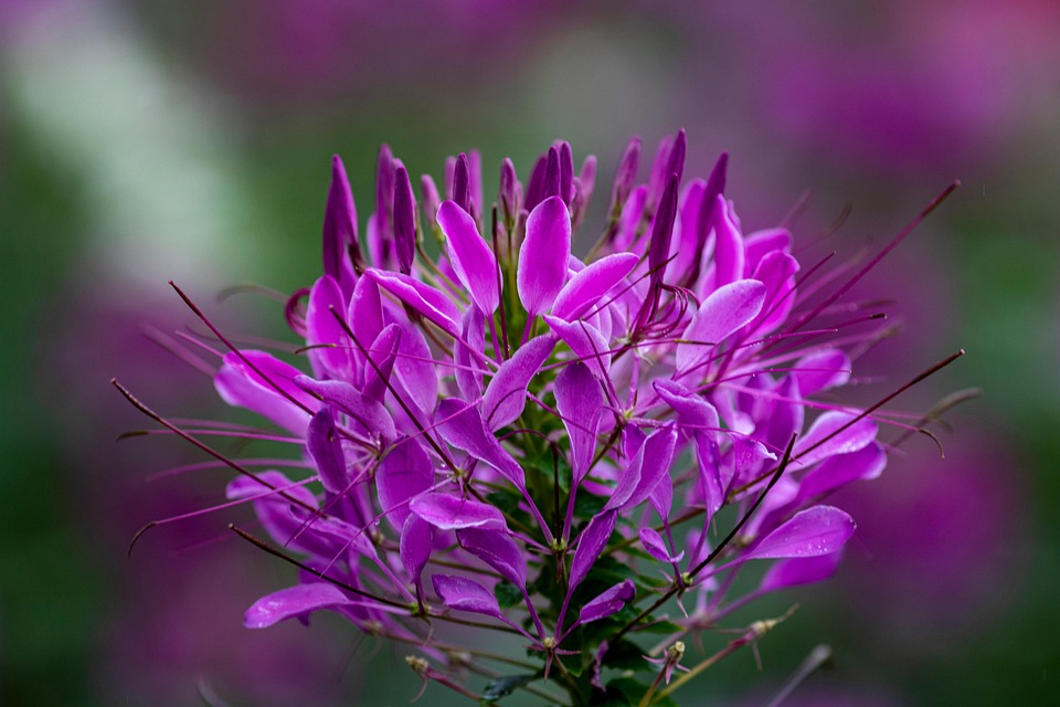 Flor-Aranha Flores Roxas - Foto gratuita no Pixabay - Pixabay