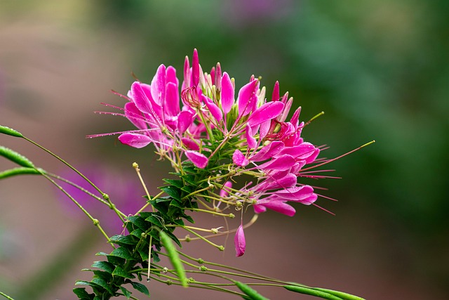 Flores De Araña - Foto gratis en Pixabay