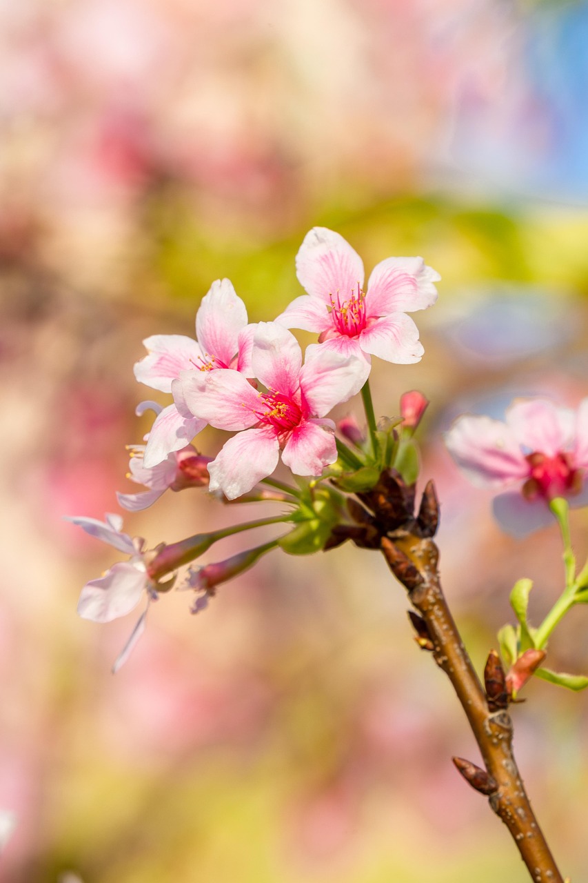 Cherry Blossoms Flowers Branch - Free photo on Pixabay - Pixabay