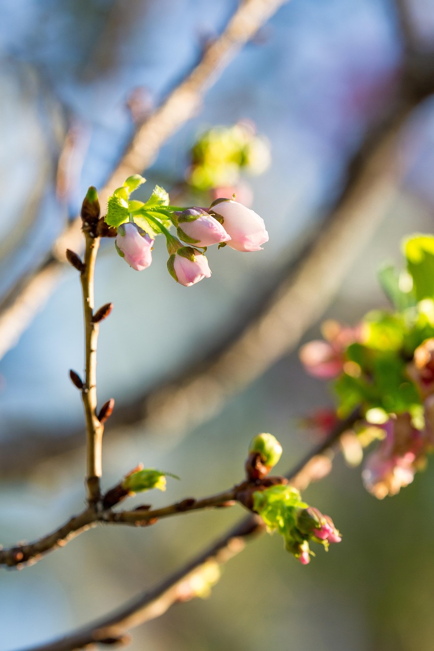 Bourgeon Plante Fleurs De Cerisier - Photo gratuite sur Pixabay - Pixabay