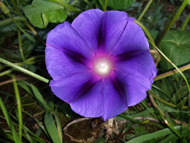 Winde Blume Lila - Kostenloses Foto auf Pixabay - Pixabay