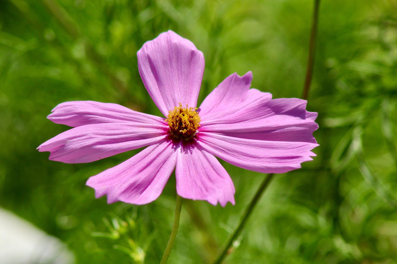 Blume Kosmos Botanik - Kostenloses Foto auf Pixabay - Pixabay