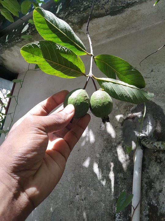 Green Guava Picking From Plant - Free photo on Pixabay - Pixabay
